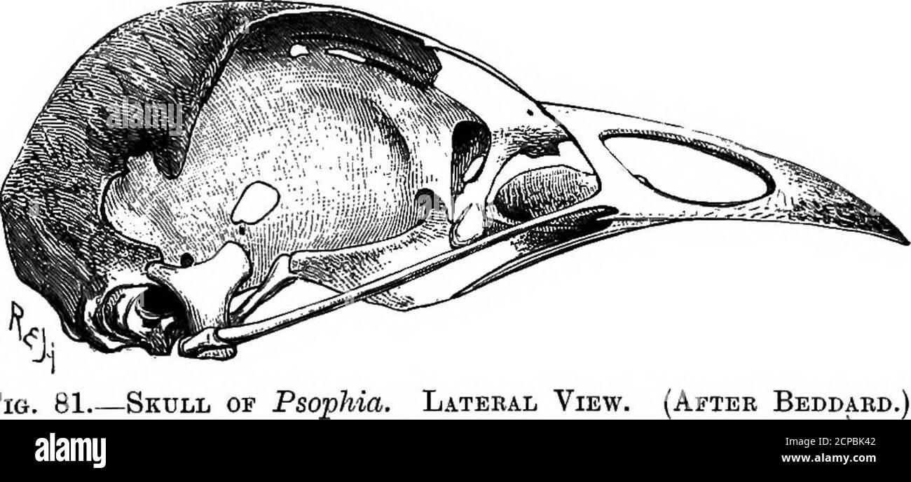 . The structure and classification of birds . thous. In classificatory ...
