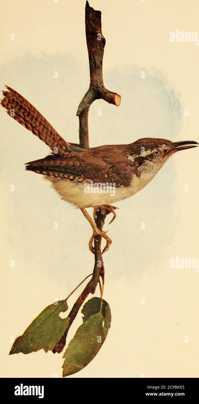 Loud suits hi-res stock photography and images - Alamy