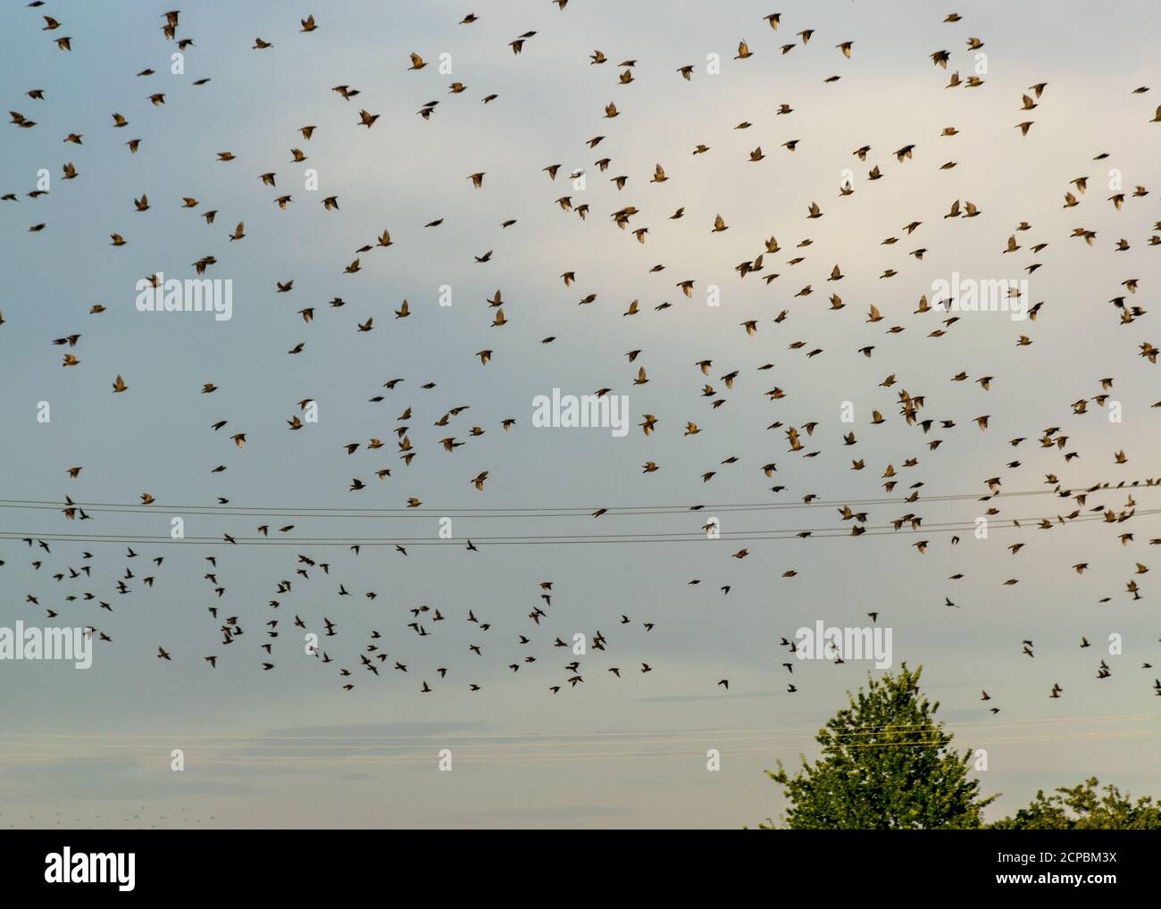 beautiful autumn landscape with many small migratory birds flying ...