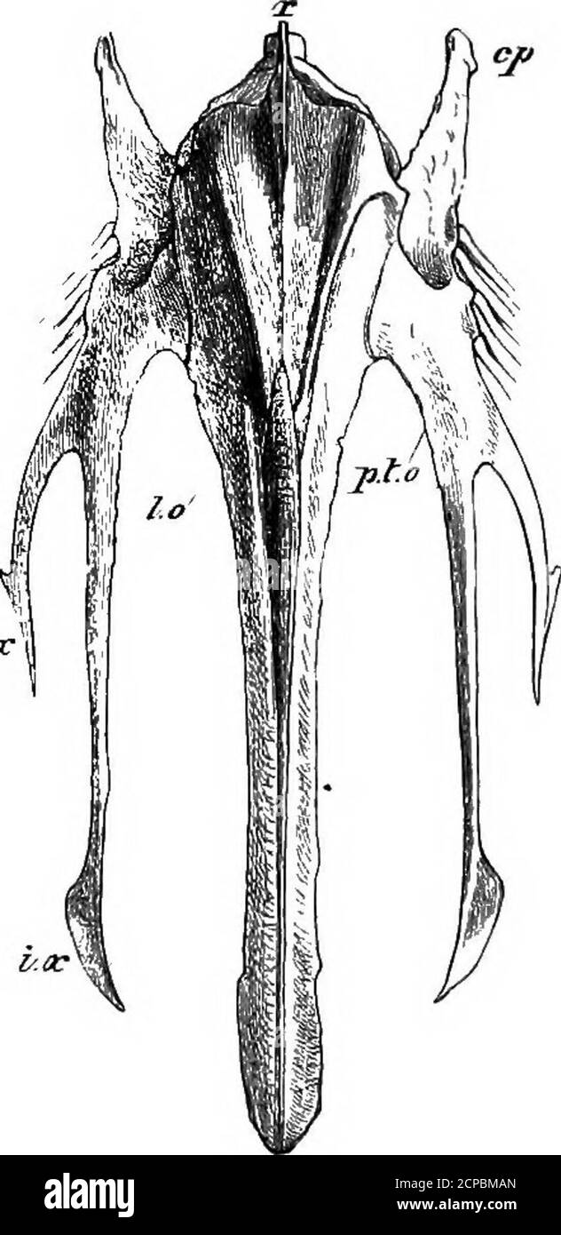 . The structure and classification of birds . sory process ...