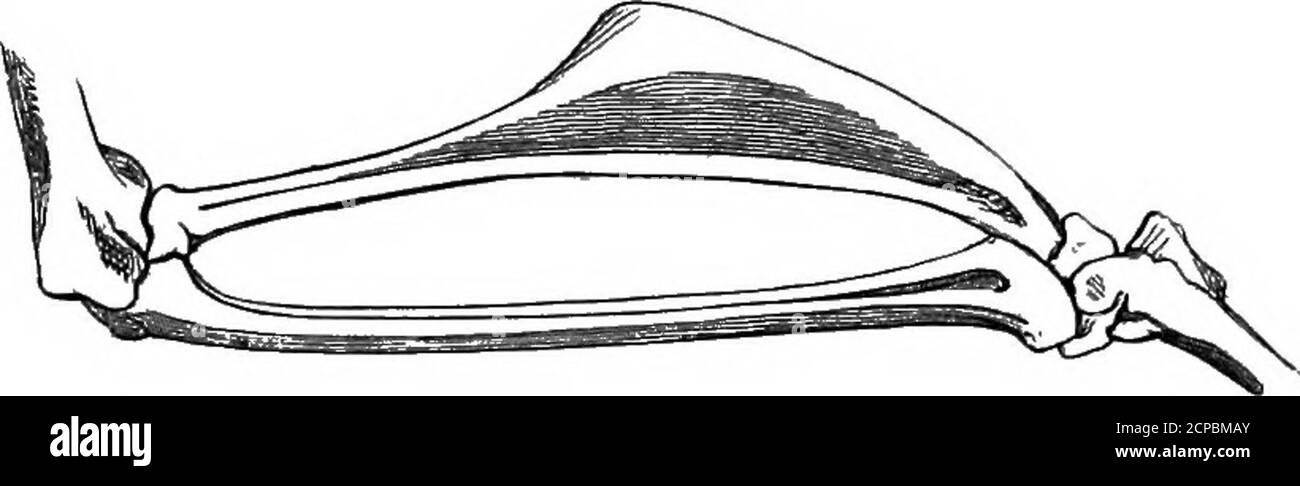 . The structure and classification of birds . amilies or genera with ...