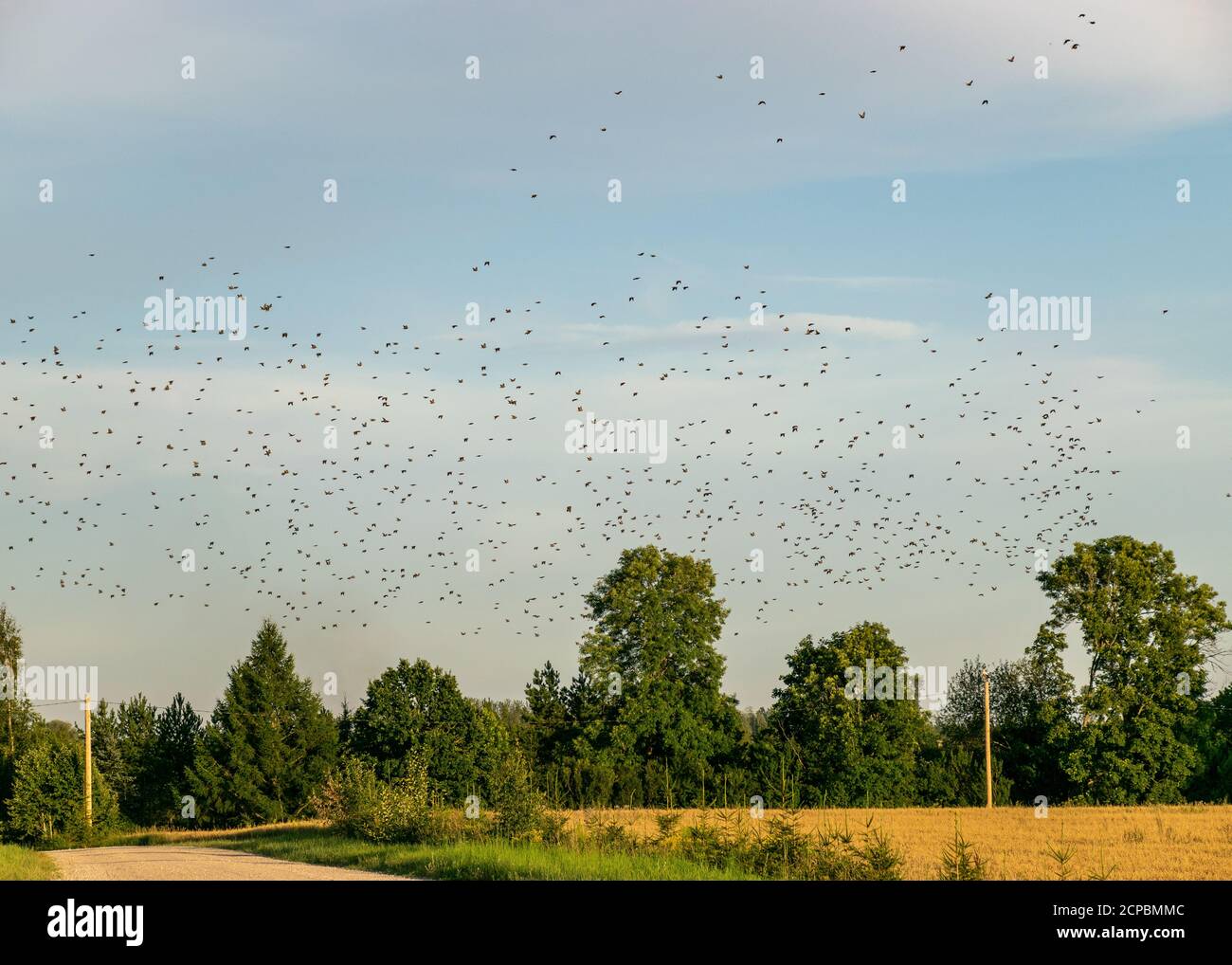 beautiful autumn landscape with many small migratory birds flying ...