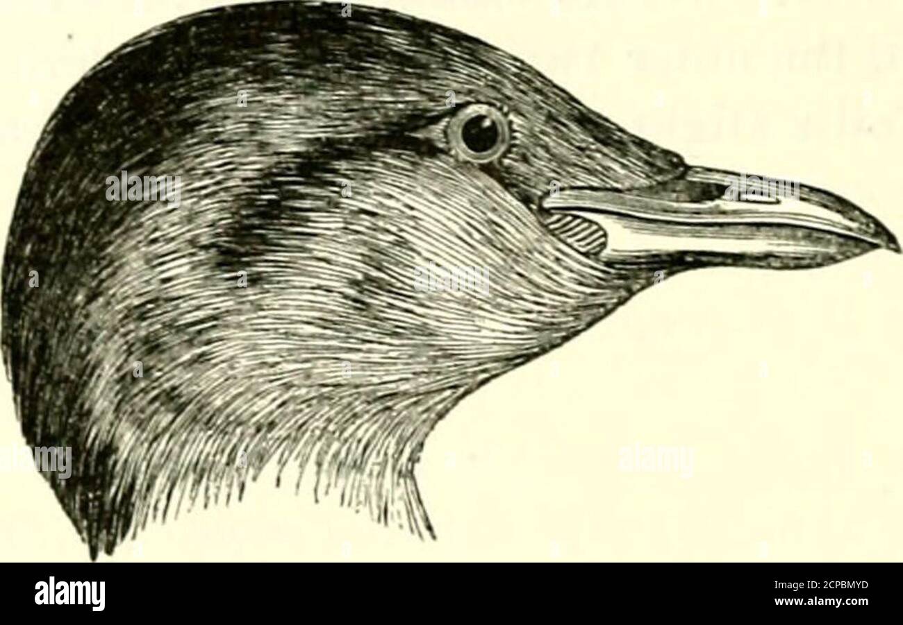 . A history of British birds, indigenous and migratory: including their ...