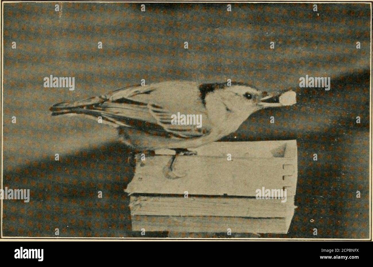 Flaming torch on ground hi-res stock photography and images - Alamy