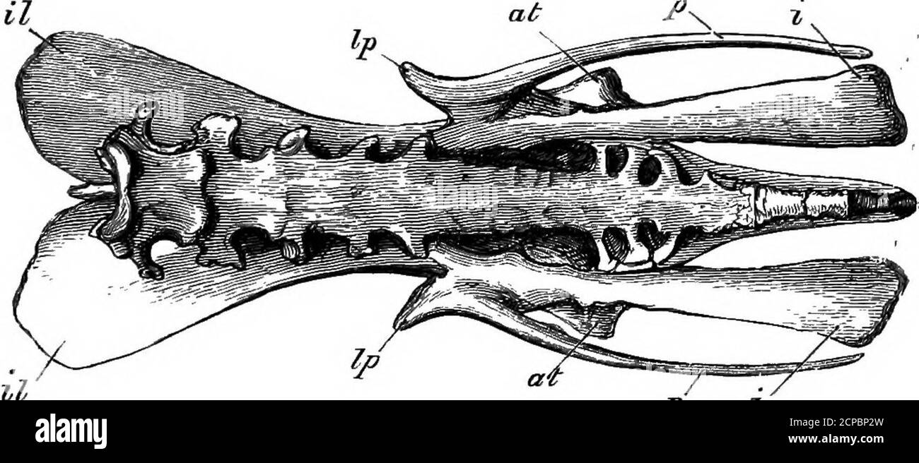 . The structure and classification of birds . rve the term sacral for ...