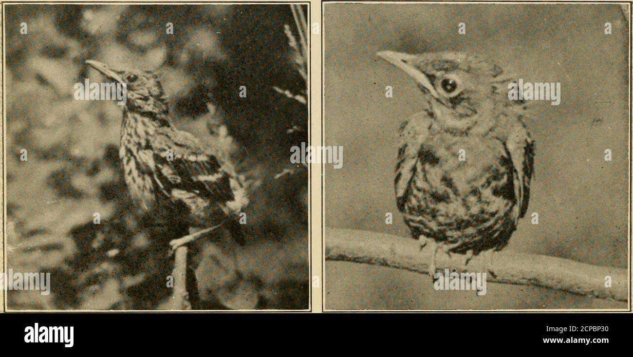 Blackmargin hi-res stock photography and images - Alamy