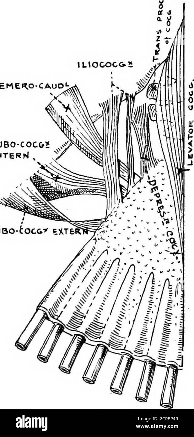 Uncinate Process Birds