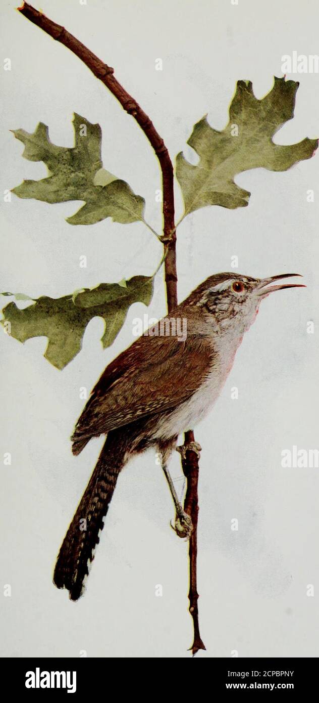 Carolina wren pair hi-res stock photography and images - Alamy