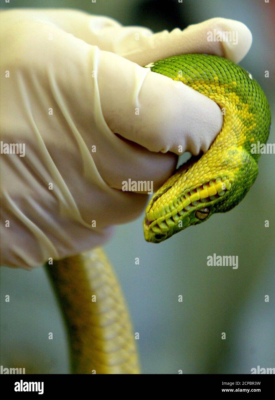 Swedish snakes High Resolution Stock Photography and Images - Alamy