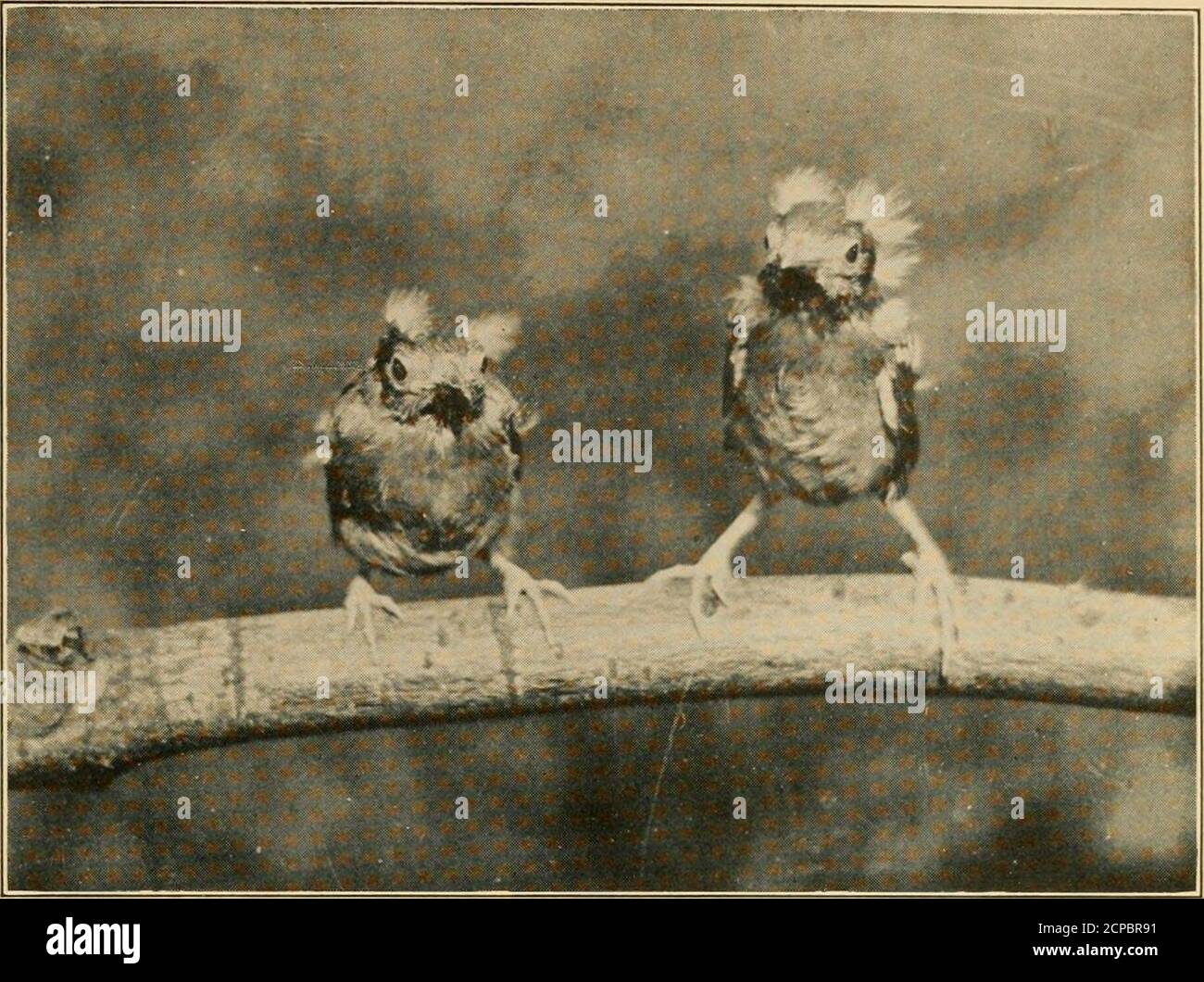 White wing bars two hi-res stock photography and images - Alamy