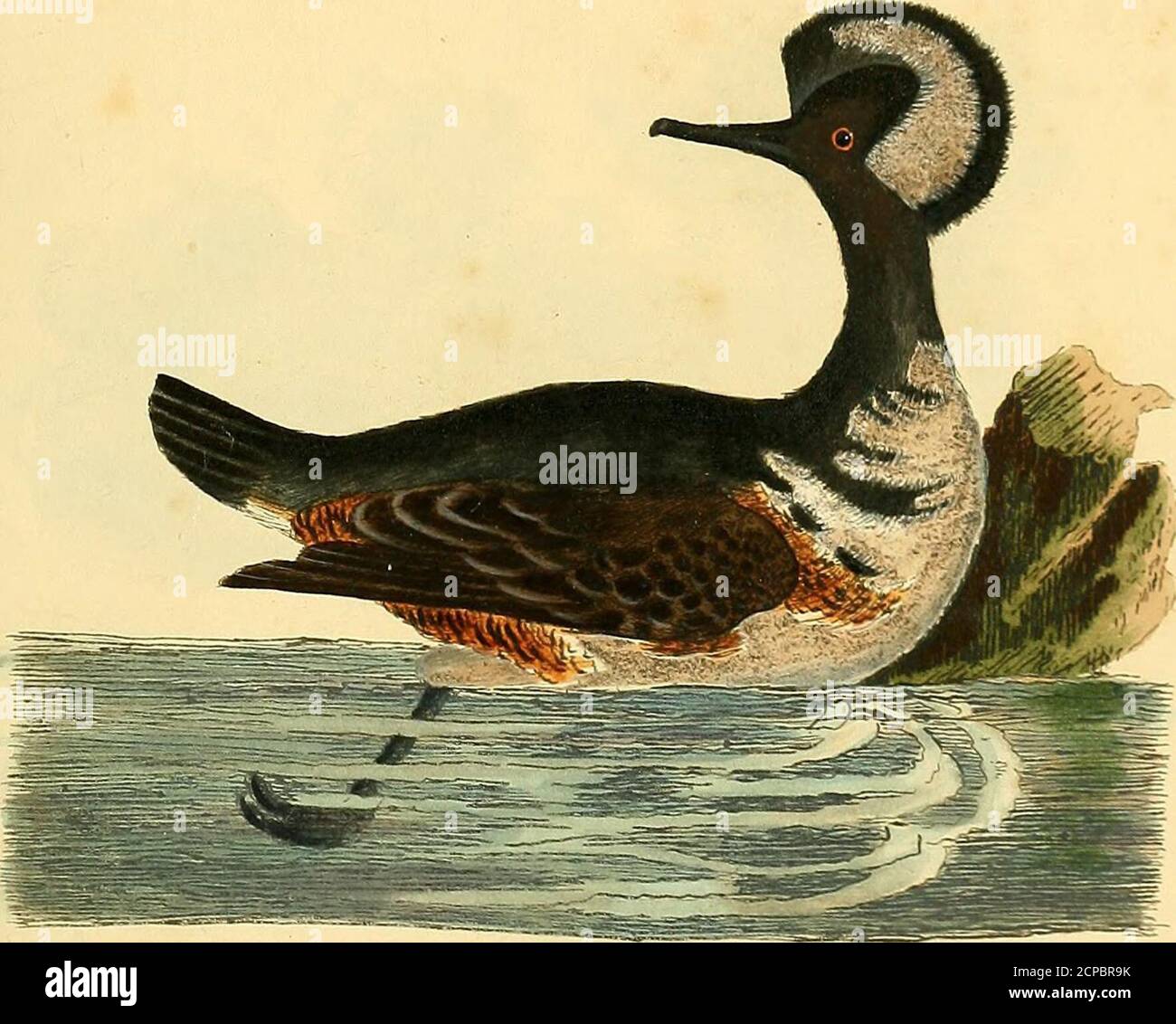 Round crested duck hi-res stock photography and images - Alamy