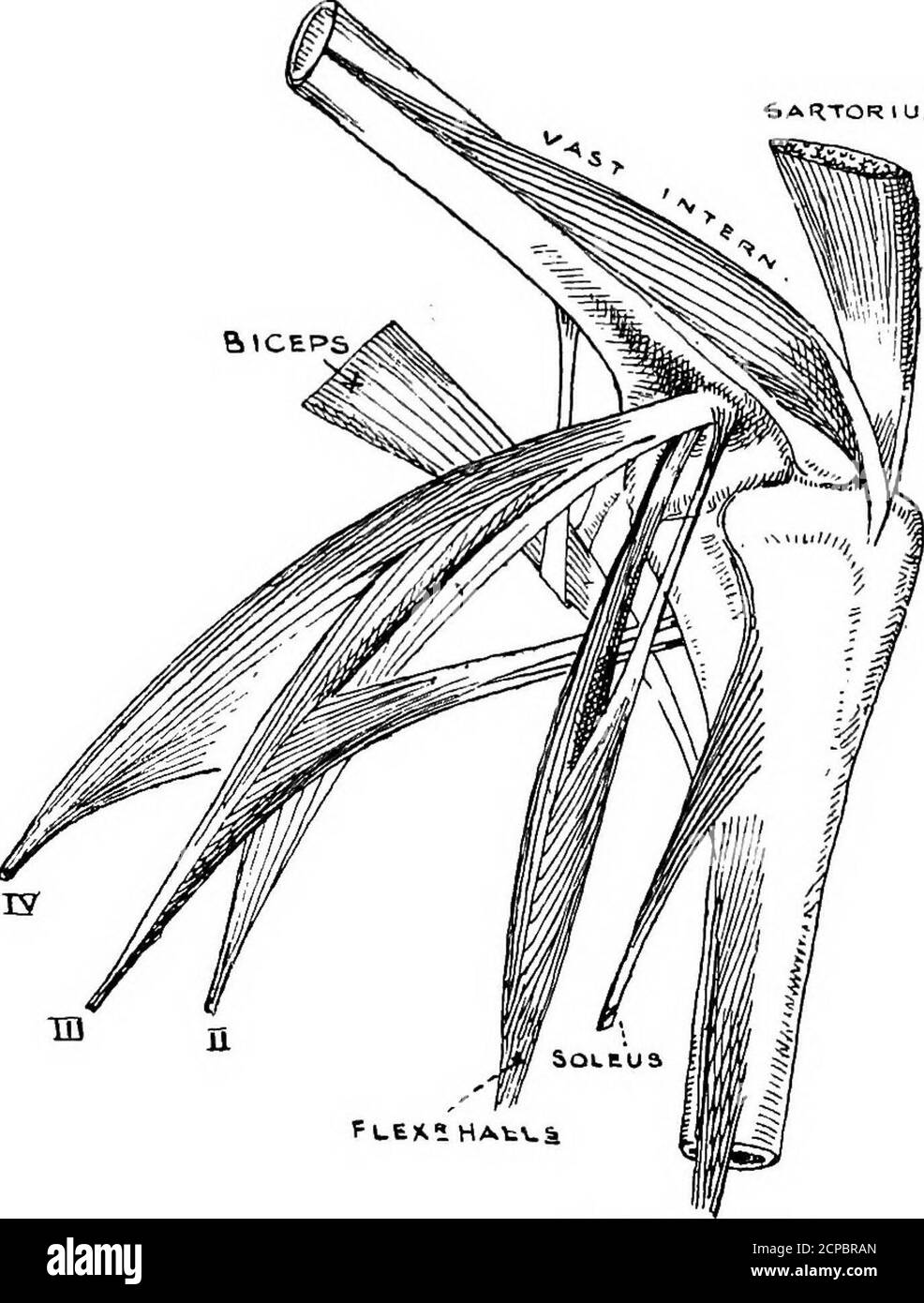 . The structure and classification of birds . foreentering the sling ...