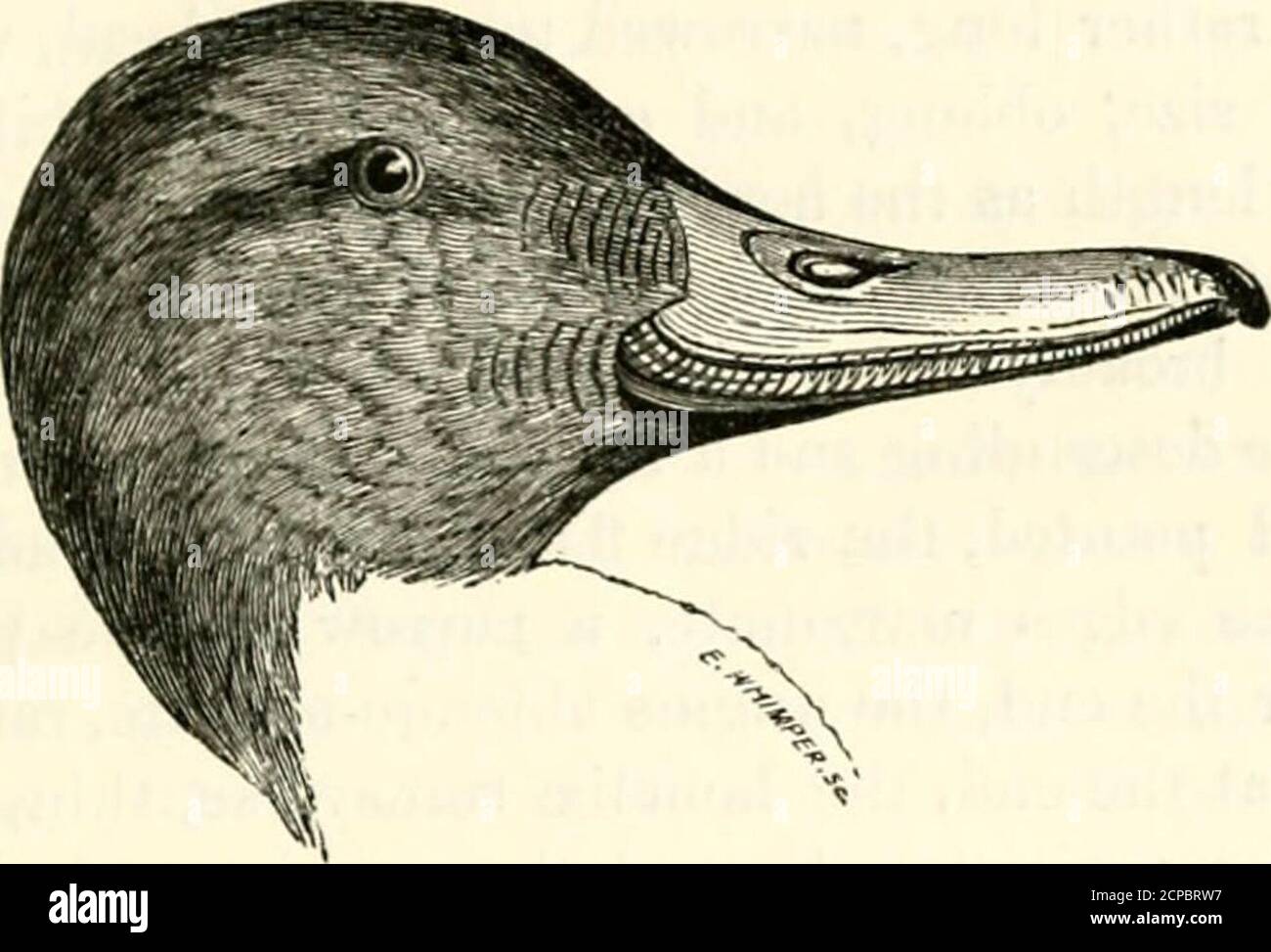 . A history of British birds, indigenous and migratory: including their ...