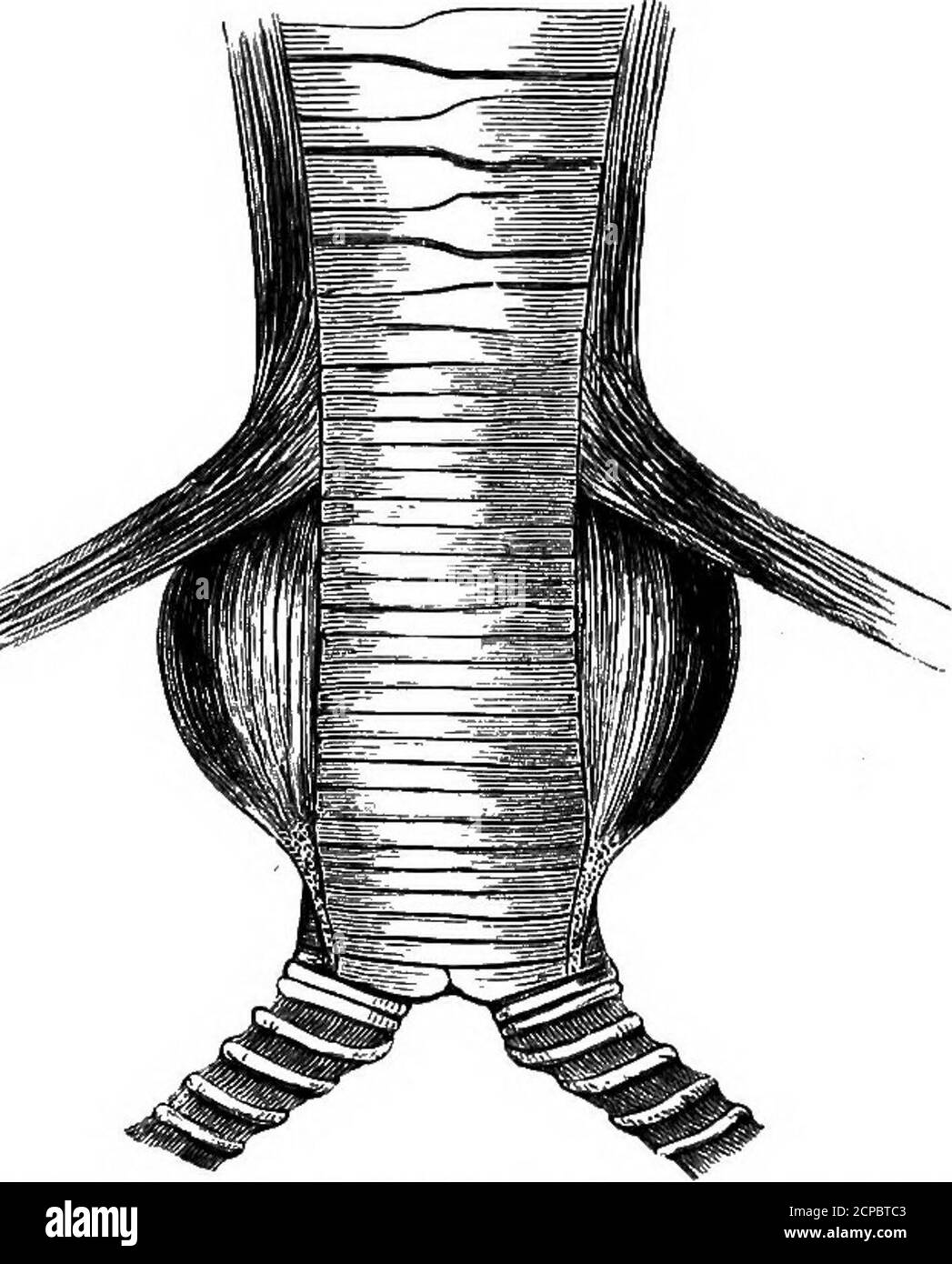 . The structure and classification of birds . ardly deserves the name ...