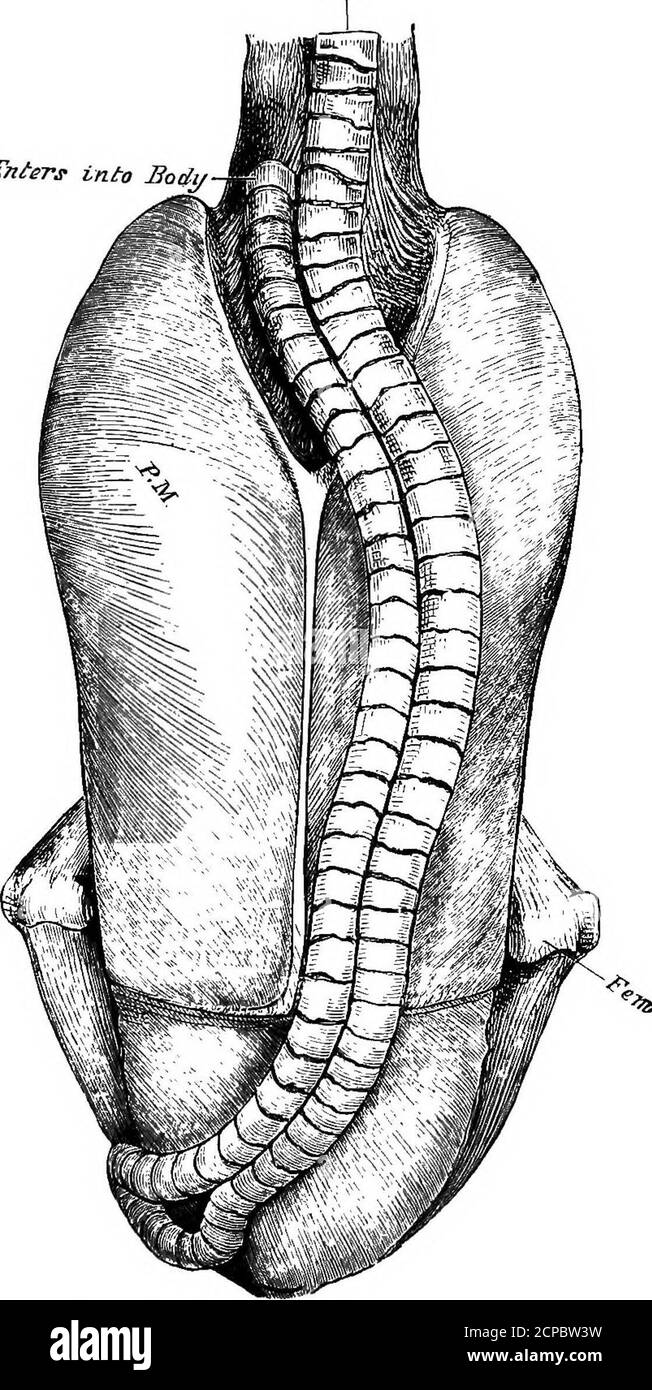 F nigra Cut Out Stock Images & Pictures - Alamy