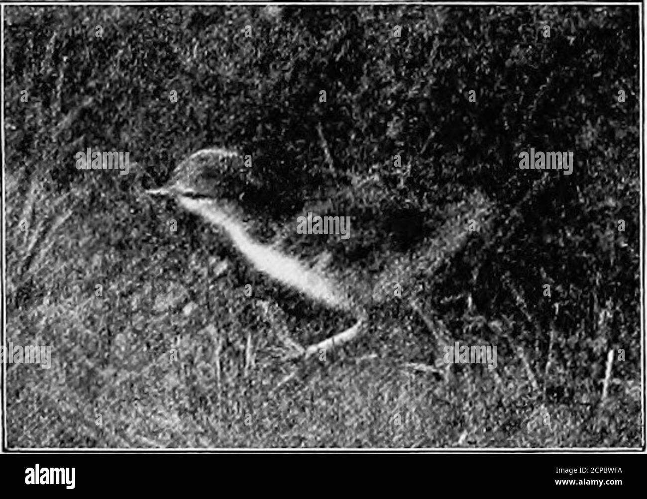 Kildeer bird Black and White Stock Photos & Images - Alamy