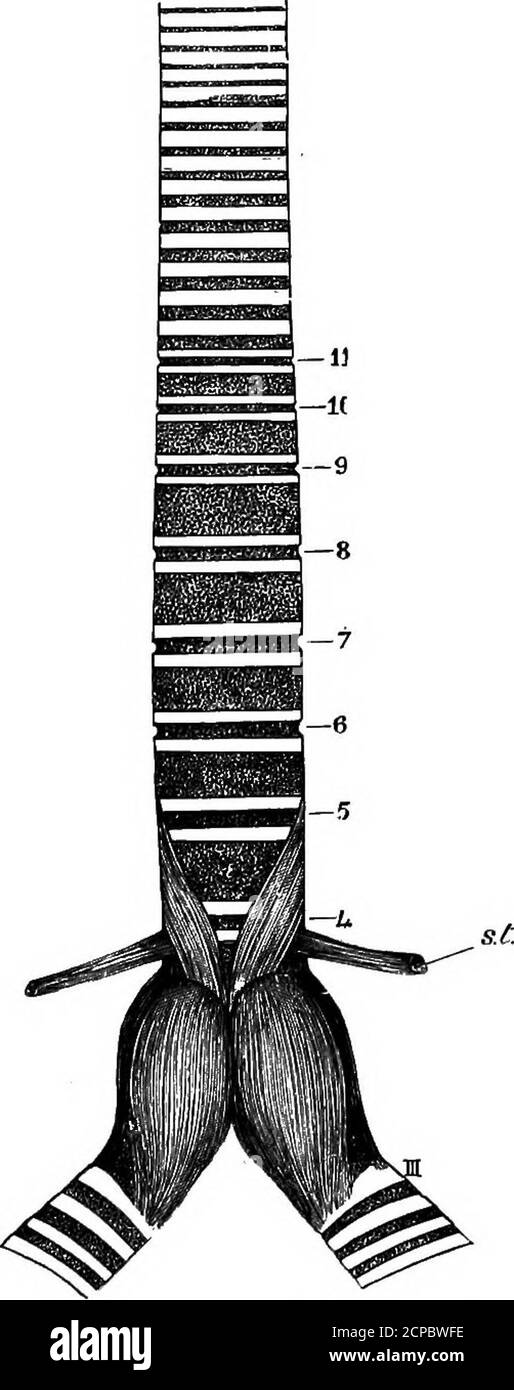 Respiratory system of birds Black and White Stock Photos & Images - Alamy
