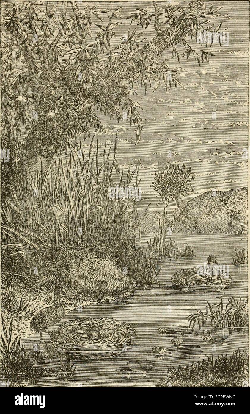 Apigeon hi-res stock photography and images - Alamy