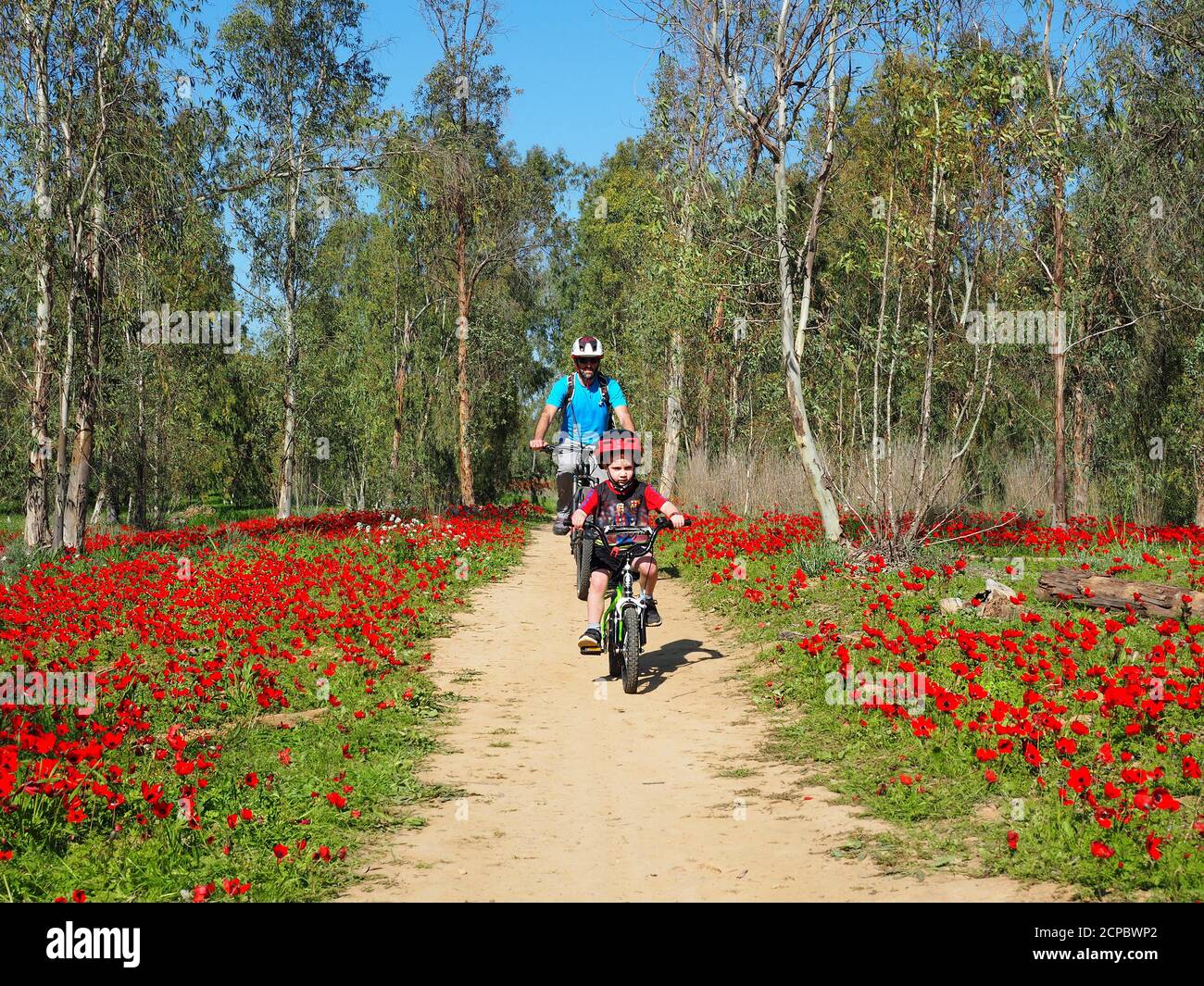 Beeri forest hi-res stock photography and images - Alamy