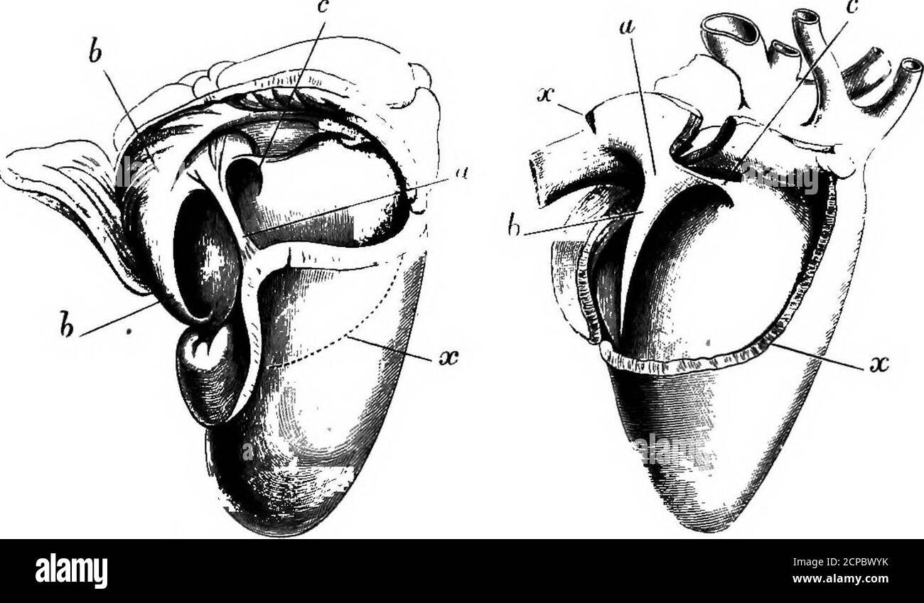 Bird Heart Diagram