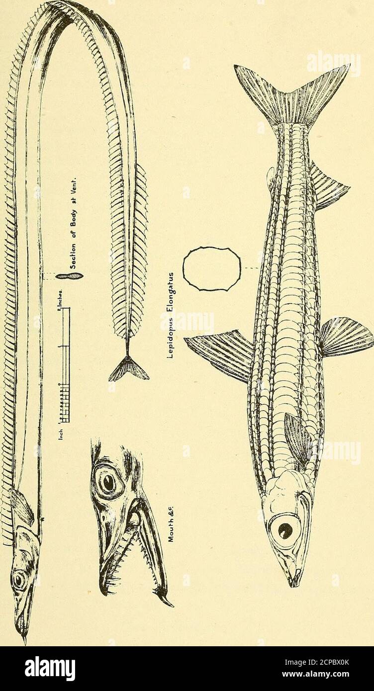 Decagon shape hi-res stock photography and images - Alamy