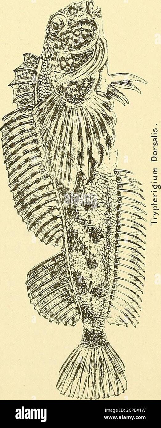 Gill covers hi-res stock photography and images - Alamy