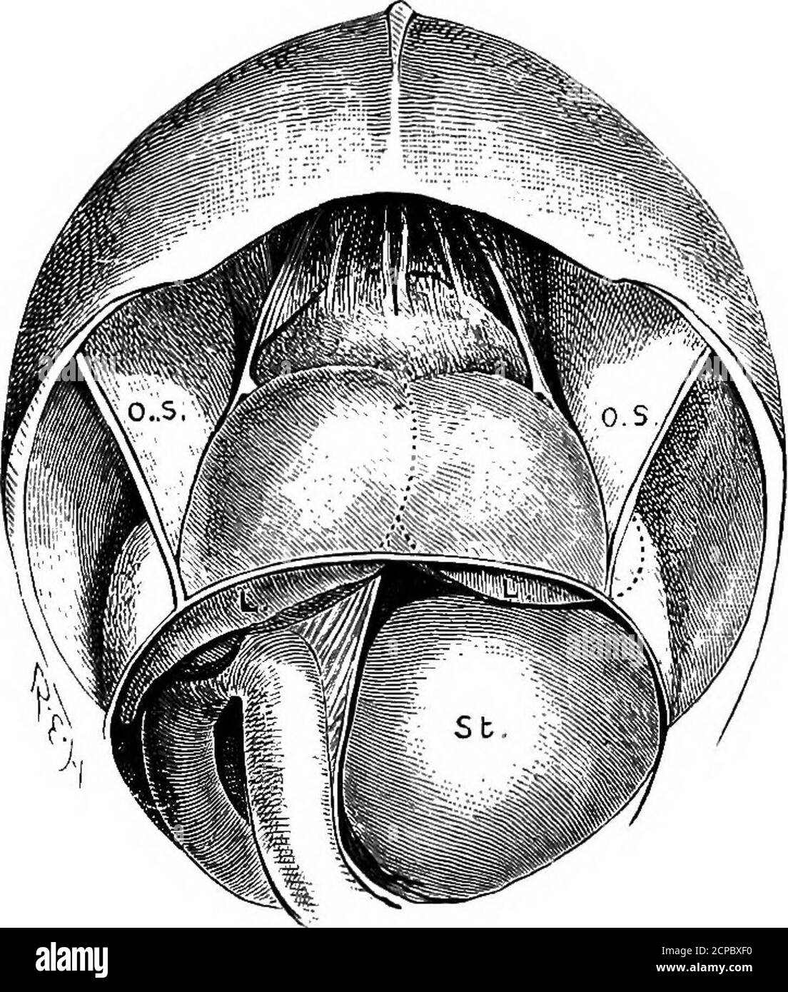 Anatomy notes Black and White Stock Photos & Images - Alamy