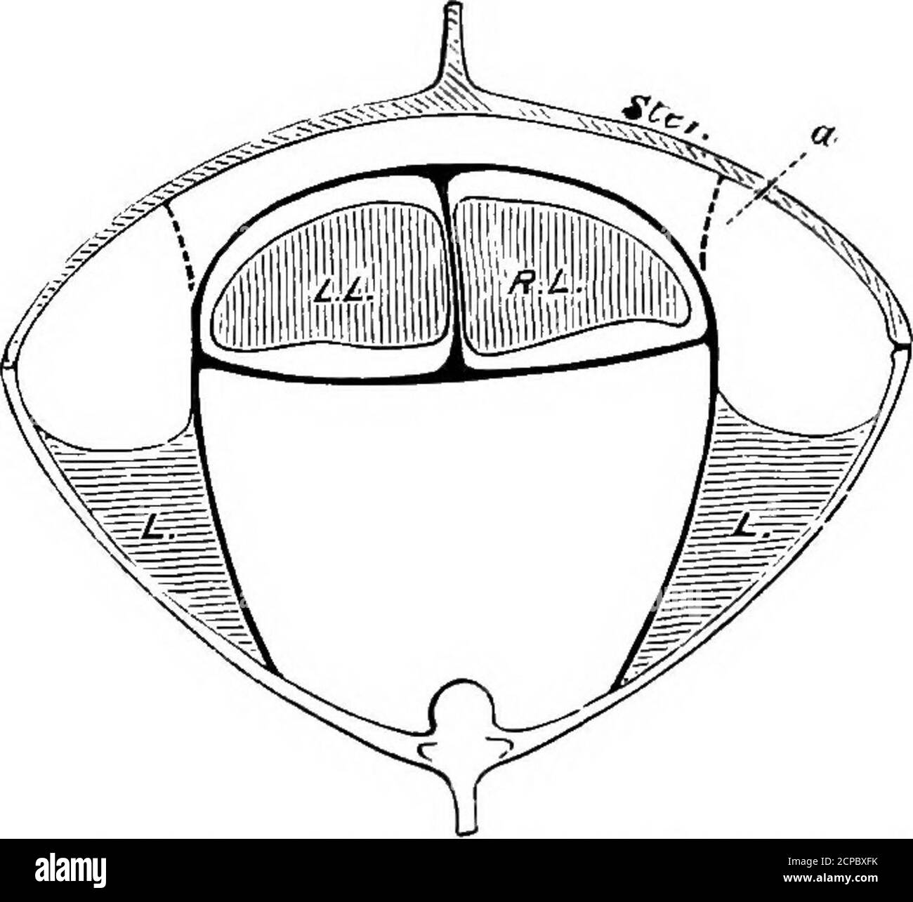 Pig liver anatomy Black and White Stock Photos & Images - Alamy