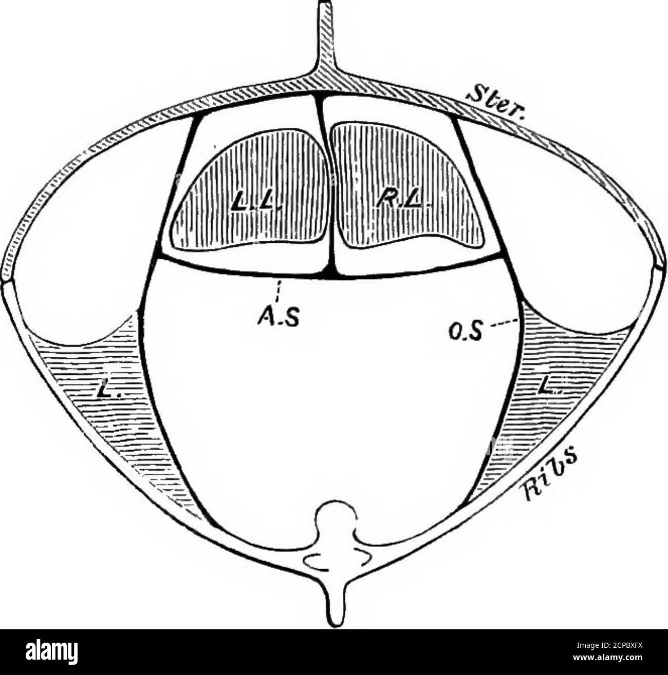 Falciform ligament hi-res stock photography and images - Alamy