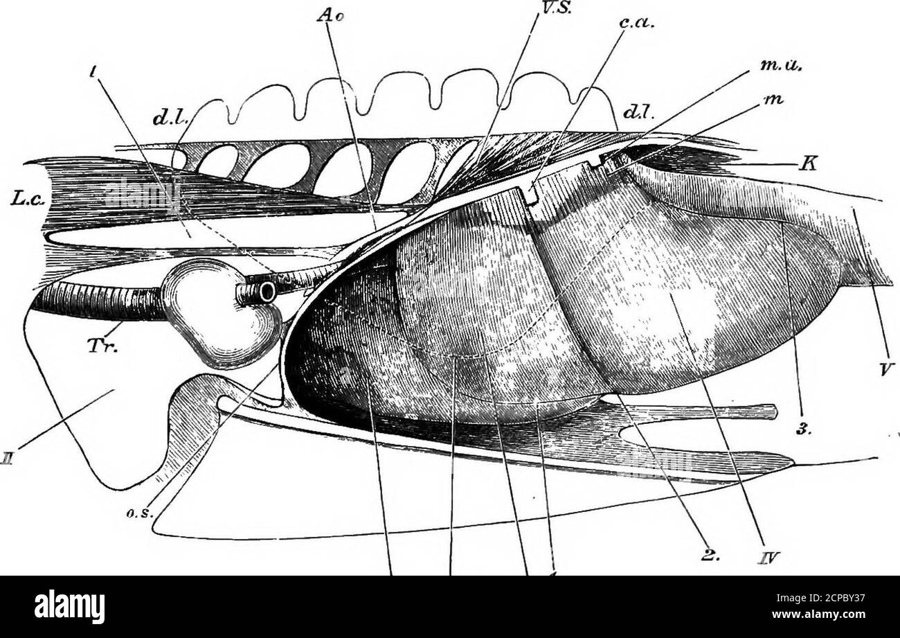 . The structure and classification of birds . r birds, the horizontal ...