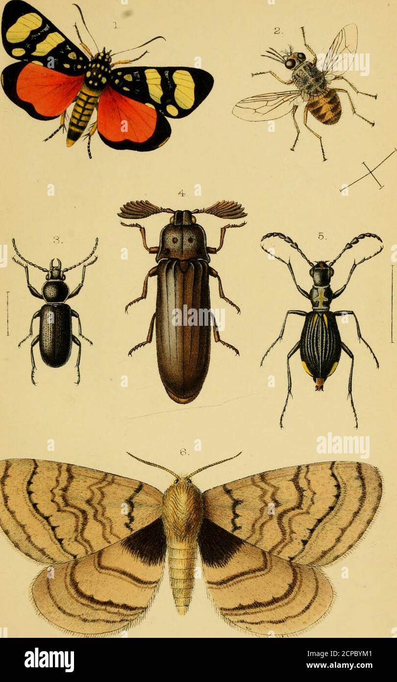 Oates land hi-res stock photography and images - Alamy