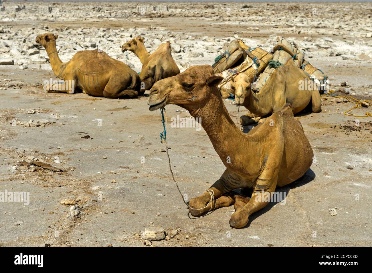 Traditional mining of salt at the Assale salt lake. Dromedaries are ...
