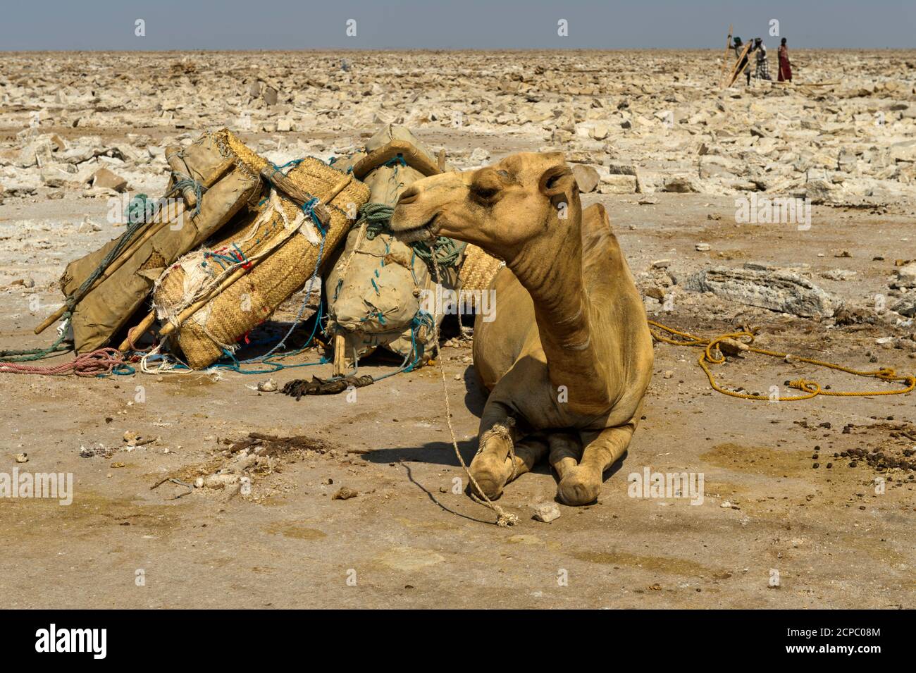 Traditional mining of salt at the Assale salt lake. Dromedaries are ...