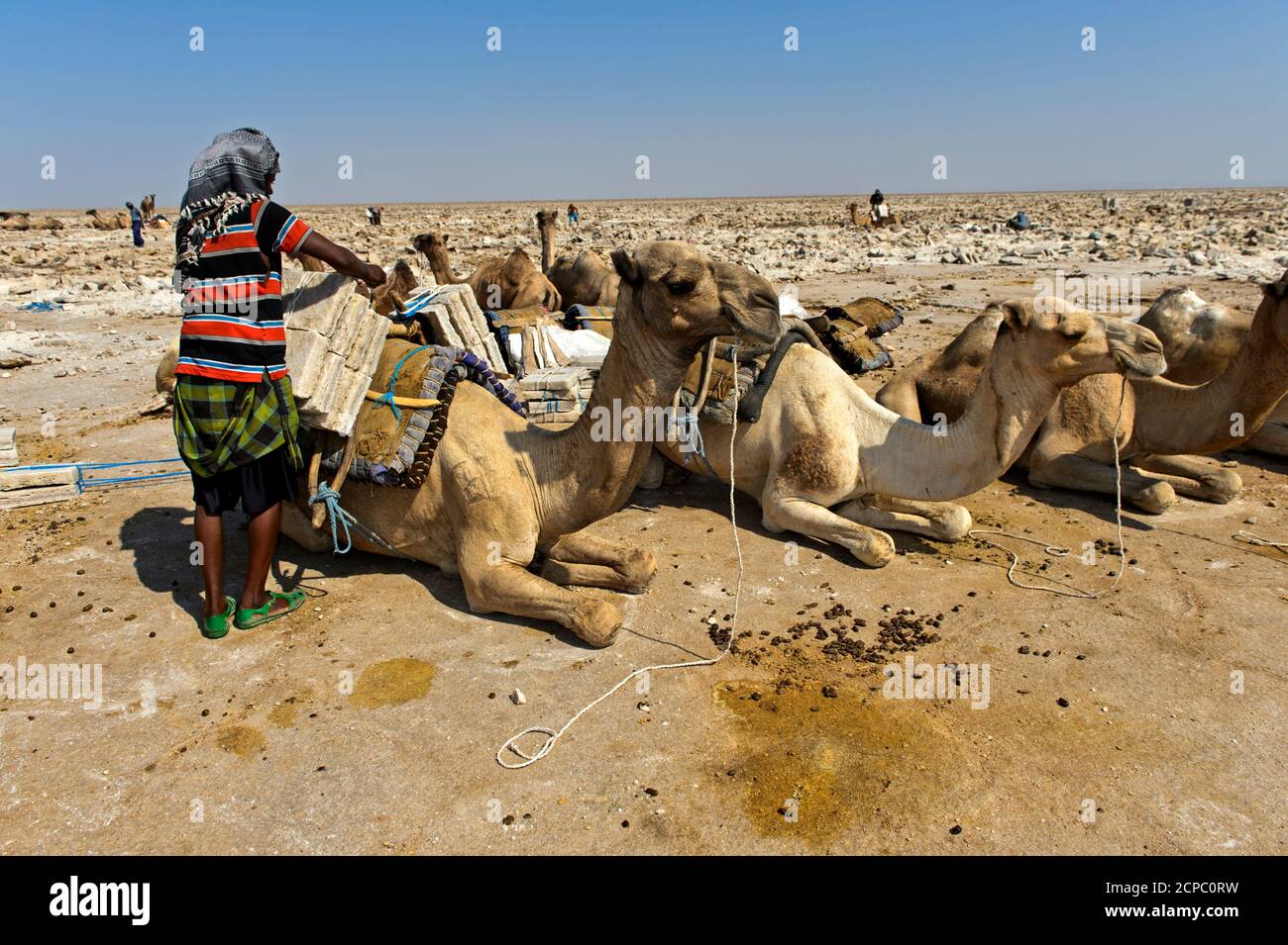 Traditional mining of salt at the Assale salt lake. Afar Shepherd loads ...