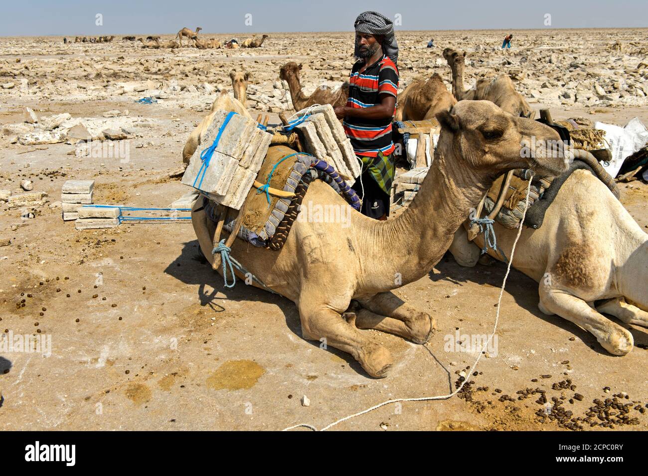 Traditional mining of salt at the Assale salt lake. Afar Shepherd loads ...