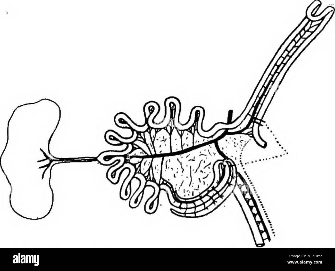 Loop of intestine Cut Out Stock Images & Pictures - Alamy