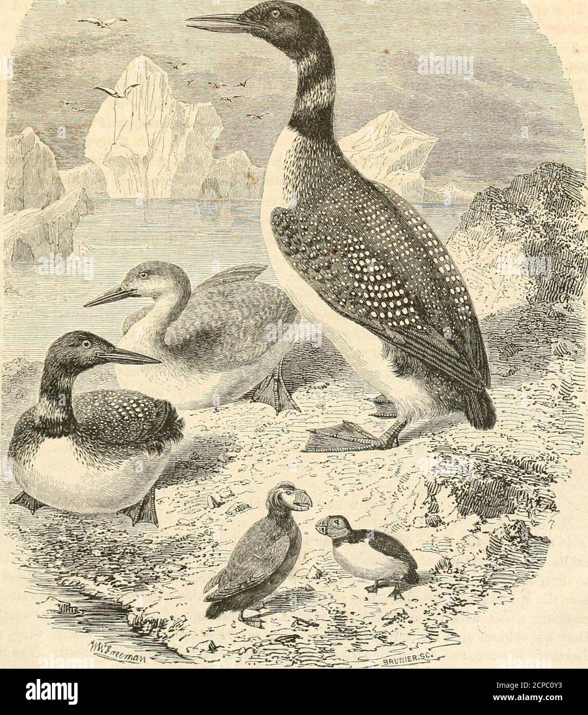 Little grebes feet hi-res stock photography and images - Alamy