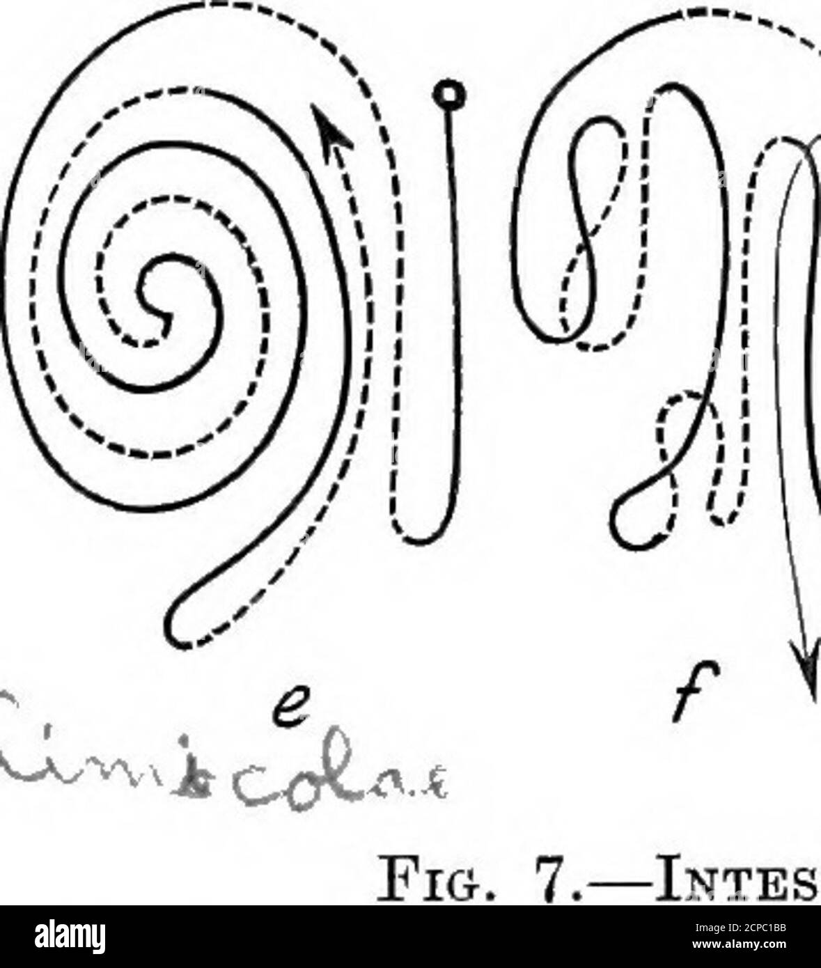 . The structure and classification of birds Stock Photo - Alamy