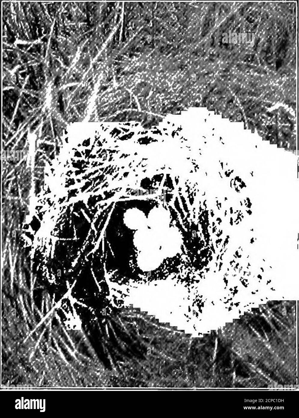 Madam marsh hi-res stock photography and images - Alamy