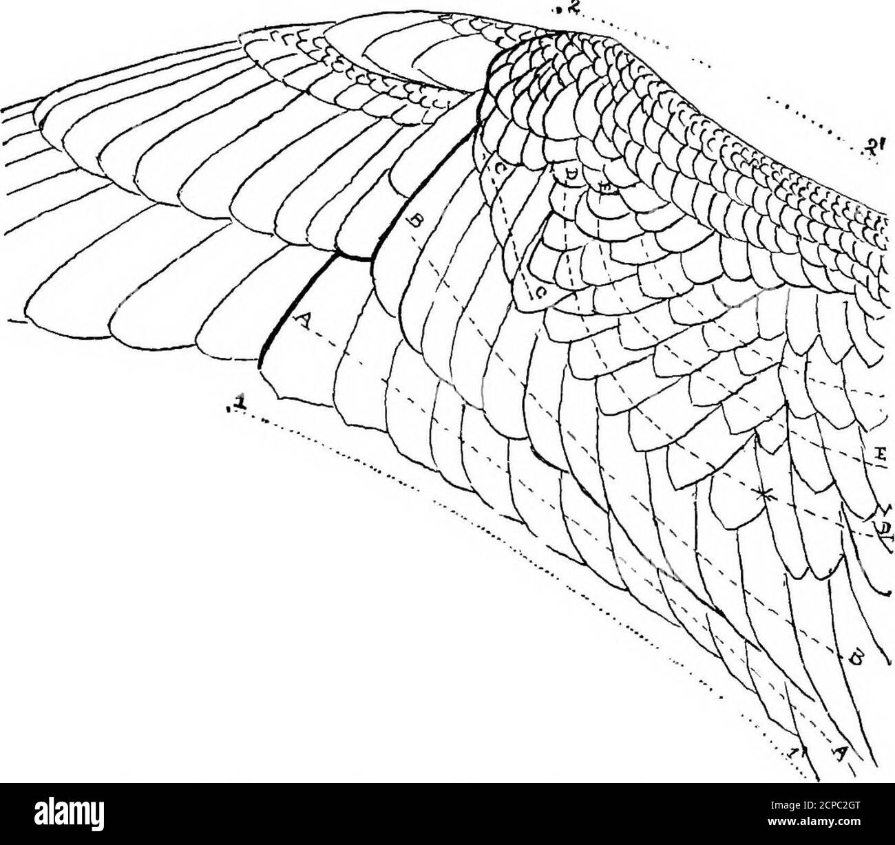 Tectrices Black and White Stock Photos & Images - Alamy