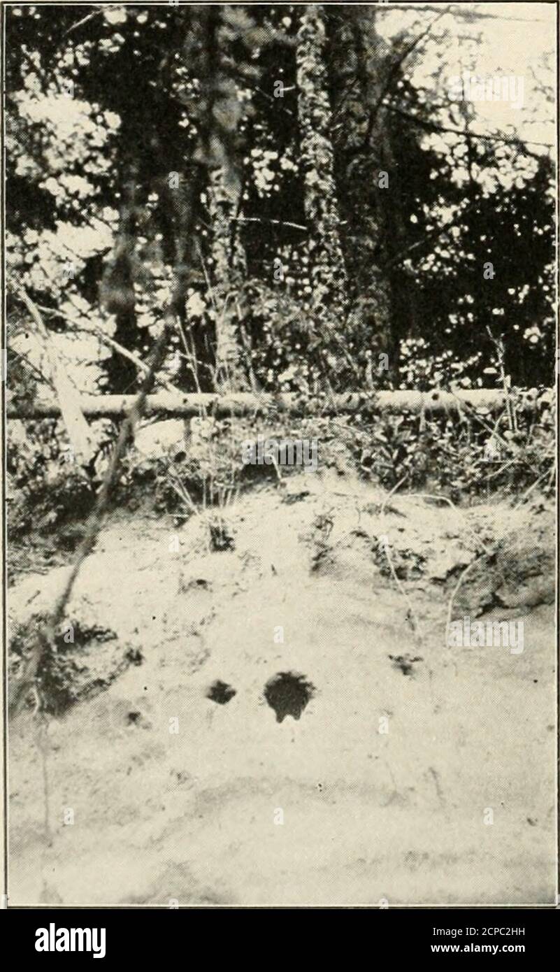 . American birds, studied and photographed from life . Six of the ...