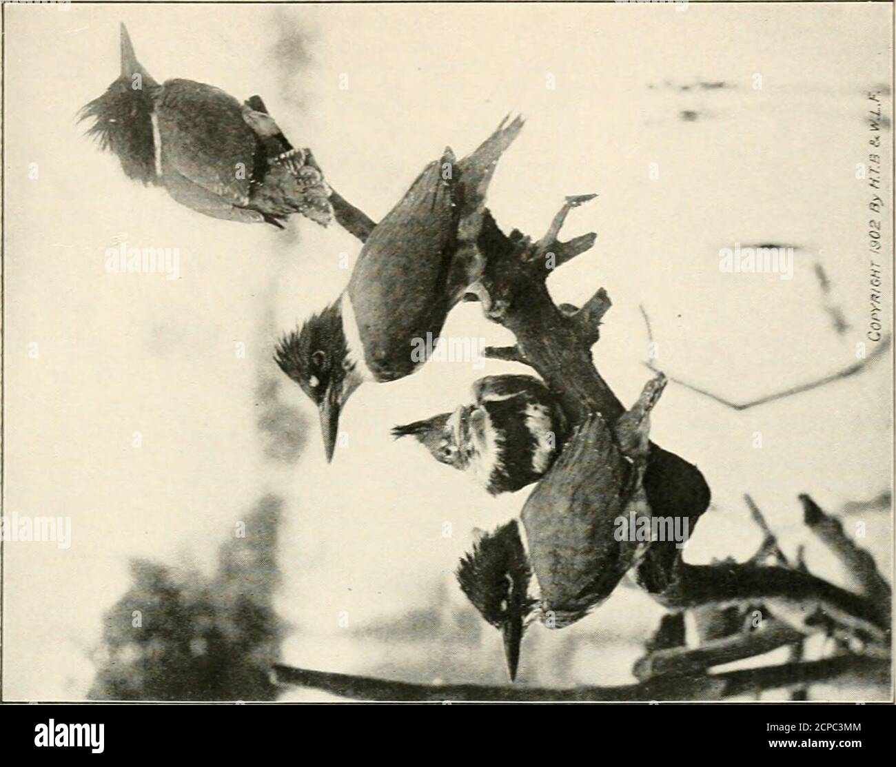 . American birds, studied and photographed from life . ^, out he came ...