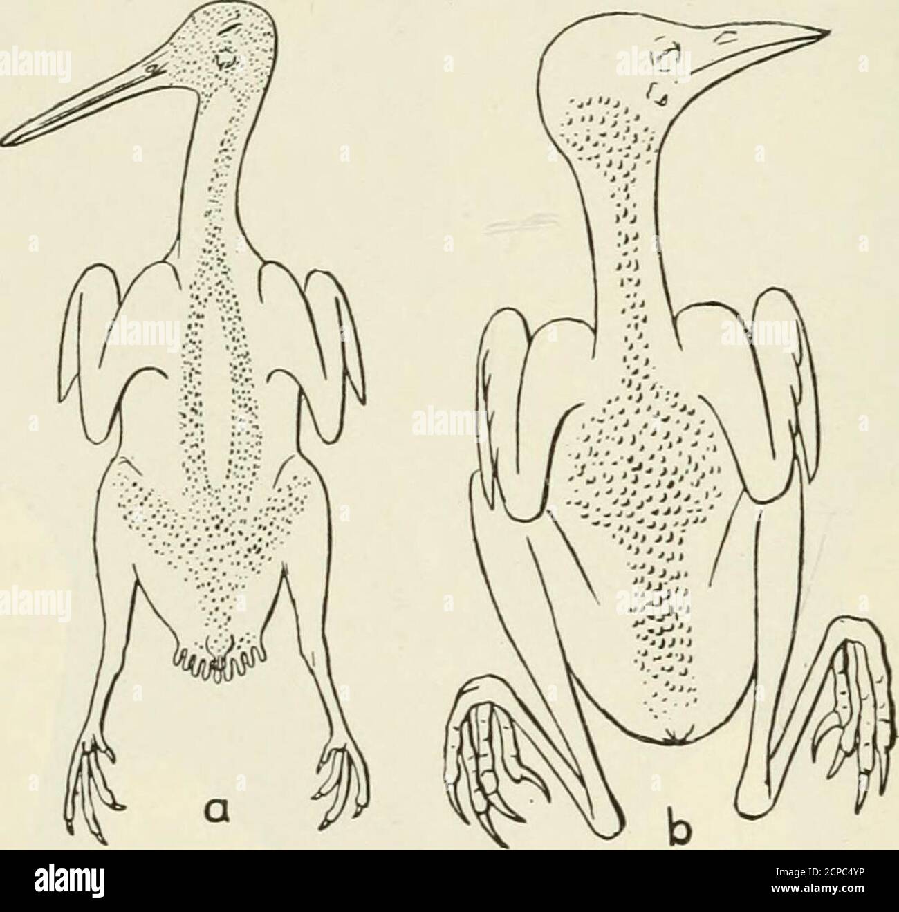 . The structure and life of birds . Fig. 75.—Sternum of Ostrich. Rhea ...