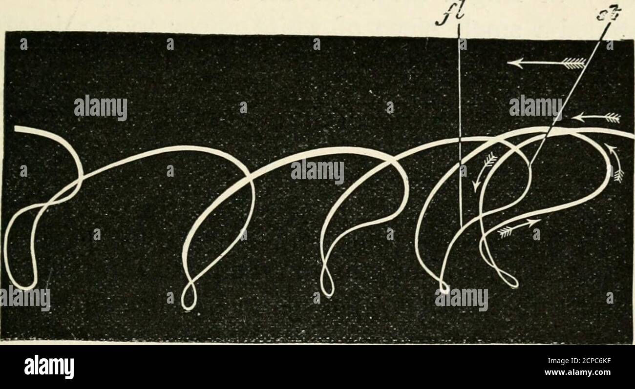 . The structure and life of birds . upstroke there is a further turn ...