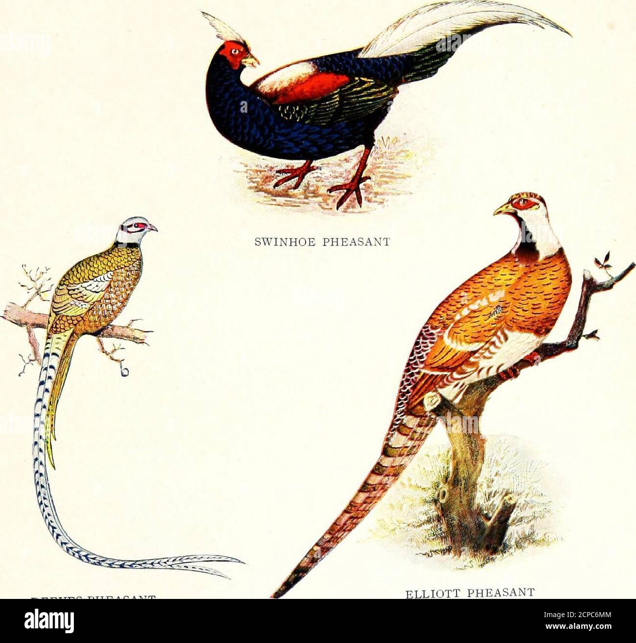 . The reliable pheasant standard; a practical guide on the culture ...