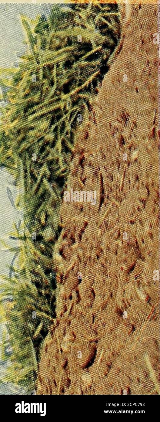 Startles birds hi-res stock photography and images - Alamy