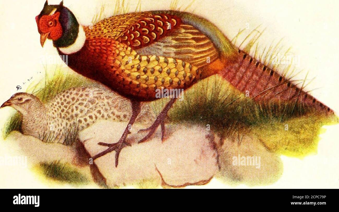 Game rearing pheasant rearing hi-res stock photography and images - Alamy