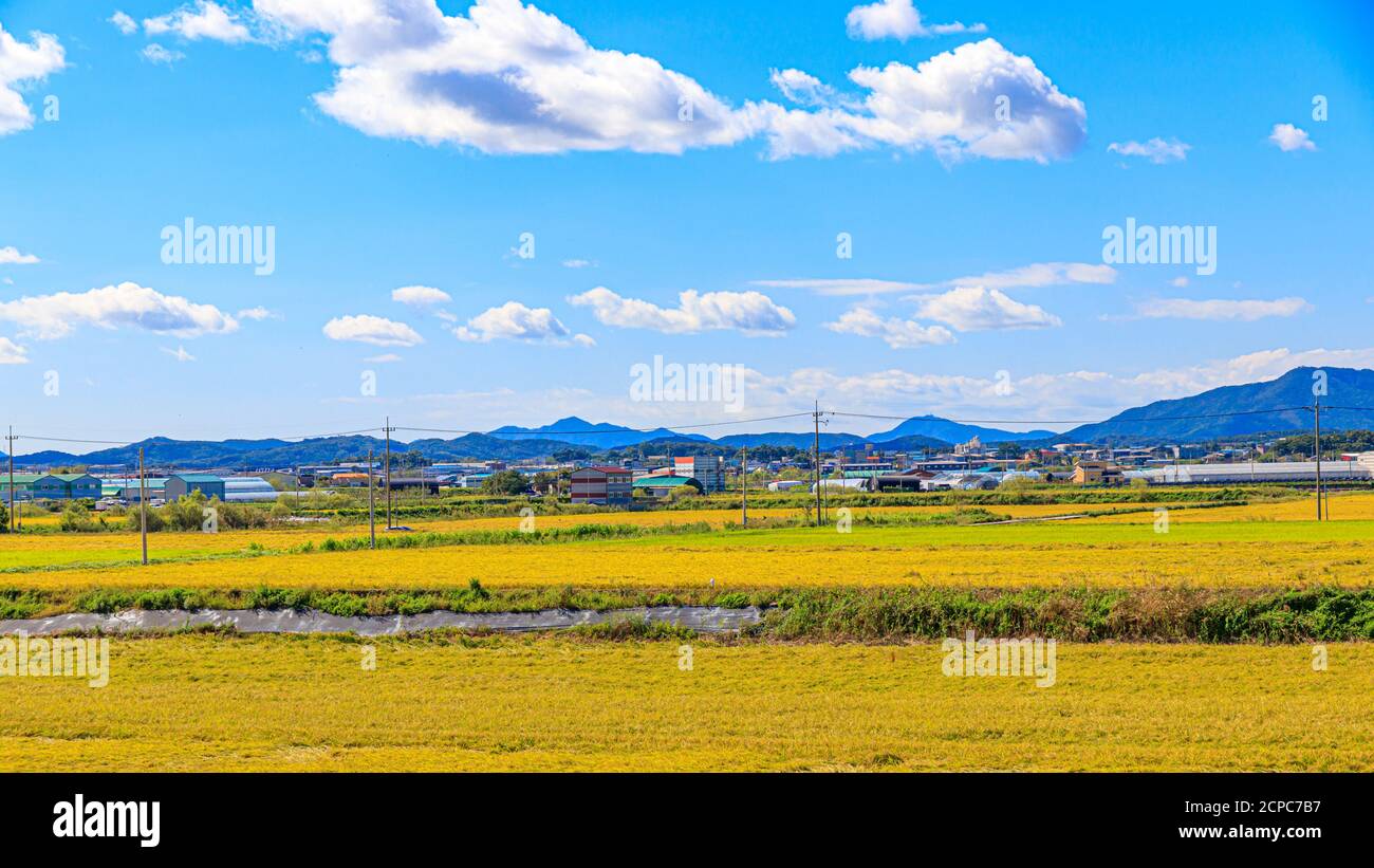 Korean traditional rice farming. Rice farming landscape in autumn. Rice ...