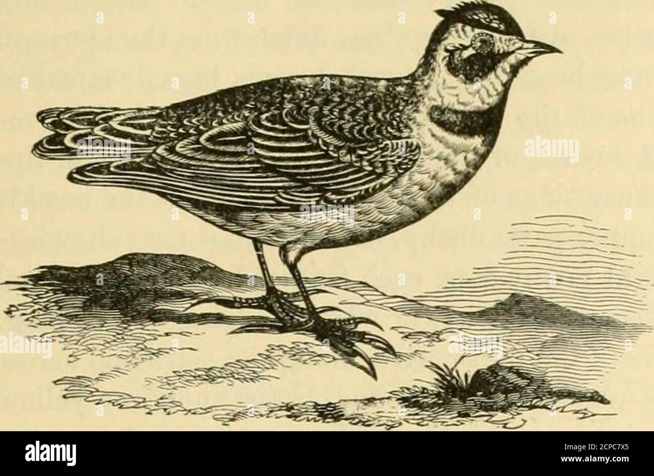 . Key to North American birds. Containing a concise account of every ...
