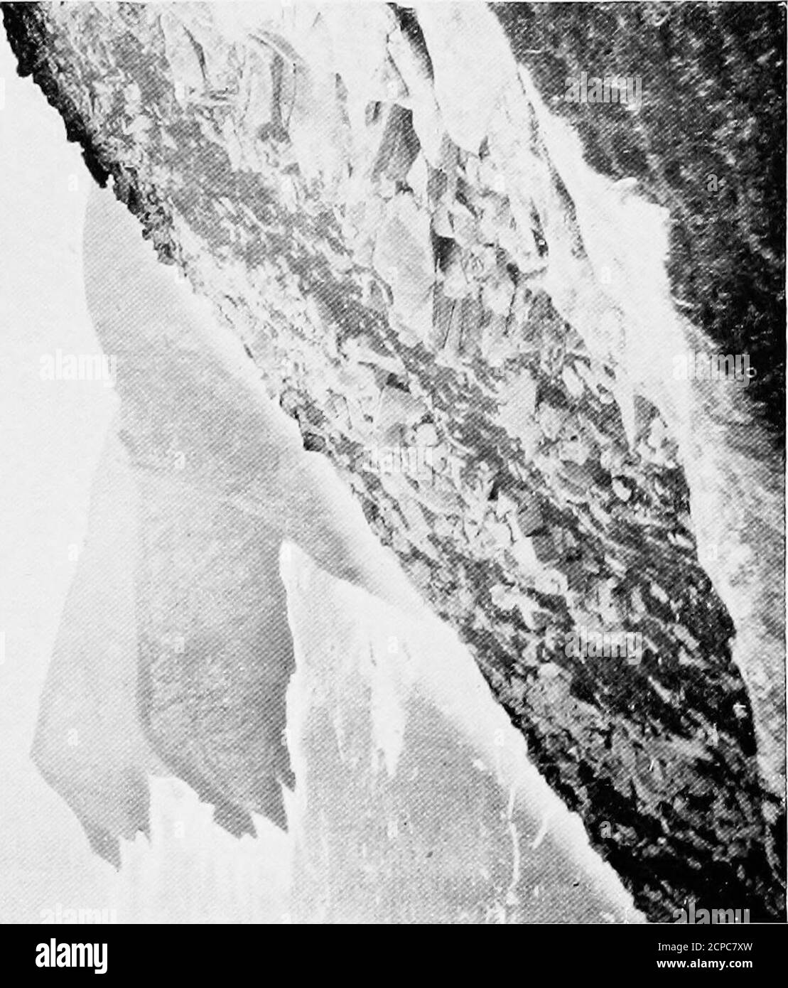 Unearthed tree roots Black and White Stock Photos & Images - Alamy